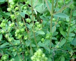 Oregano - Rigani | Greek Recipes