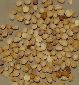 Mahlab - Mahlepi | Greek Recipes