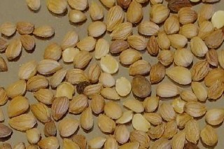 Mahlab - Mahlepi | Greek Recipes